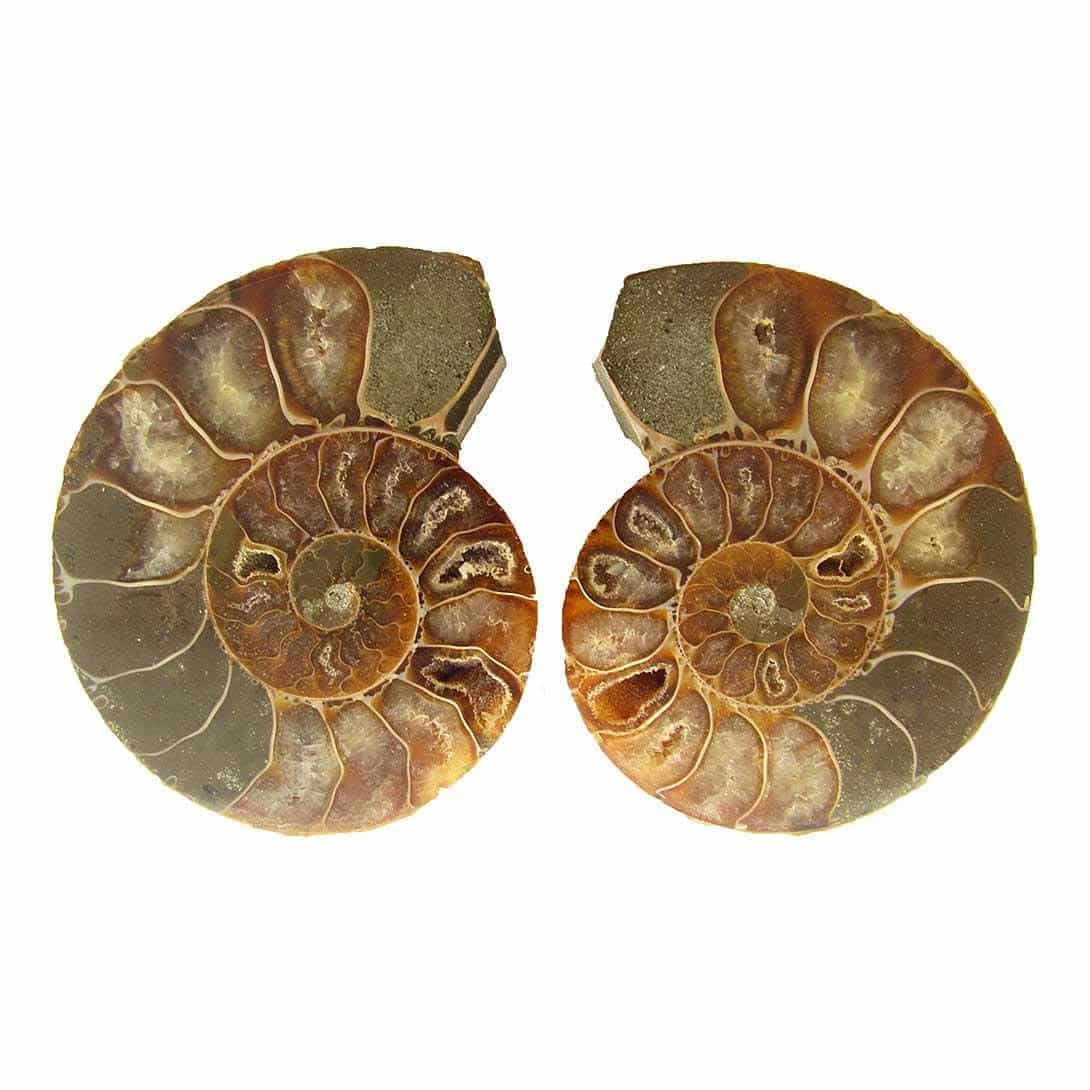 Ammonite Stone Pair | Shubhanjali | Care for Your Mind, Body & Soul!