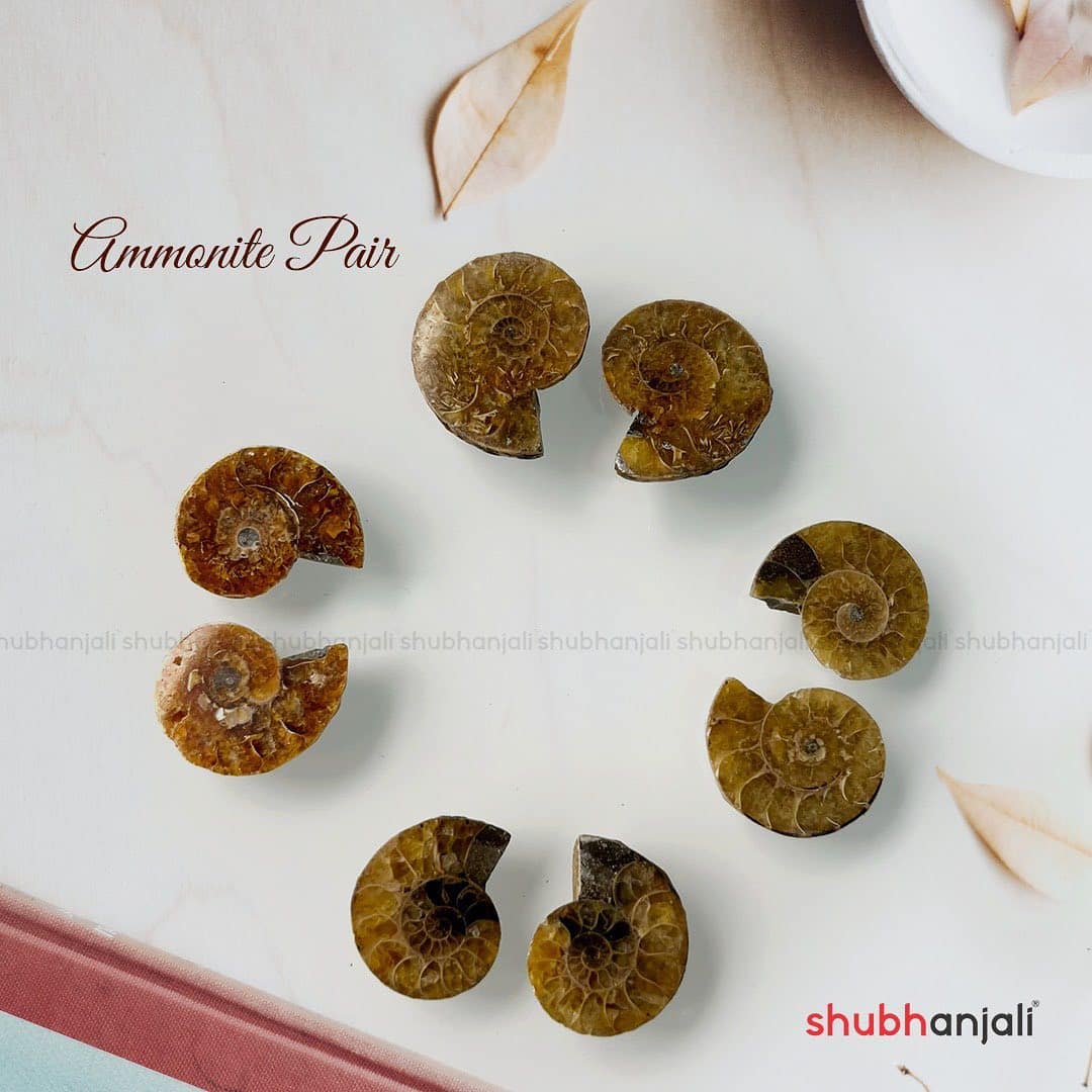 Ammonite Stone Pair | Shubhanjali | Care for Your Mind, Body & Soul!