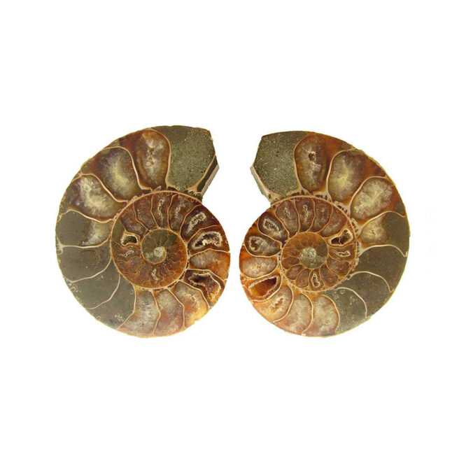 Ammonite Stone Pair | Shubhanjali | Care for Your Mind, Body & Soul!