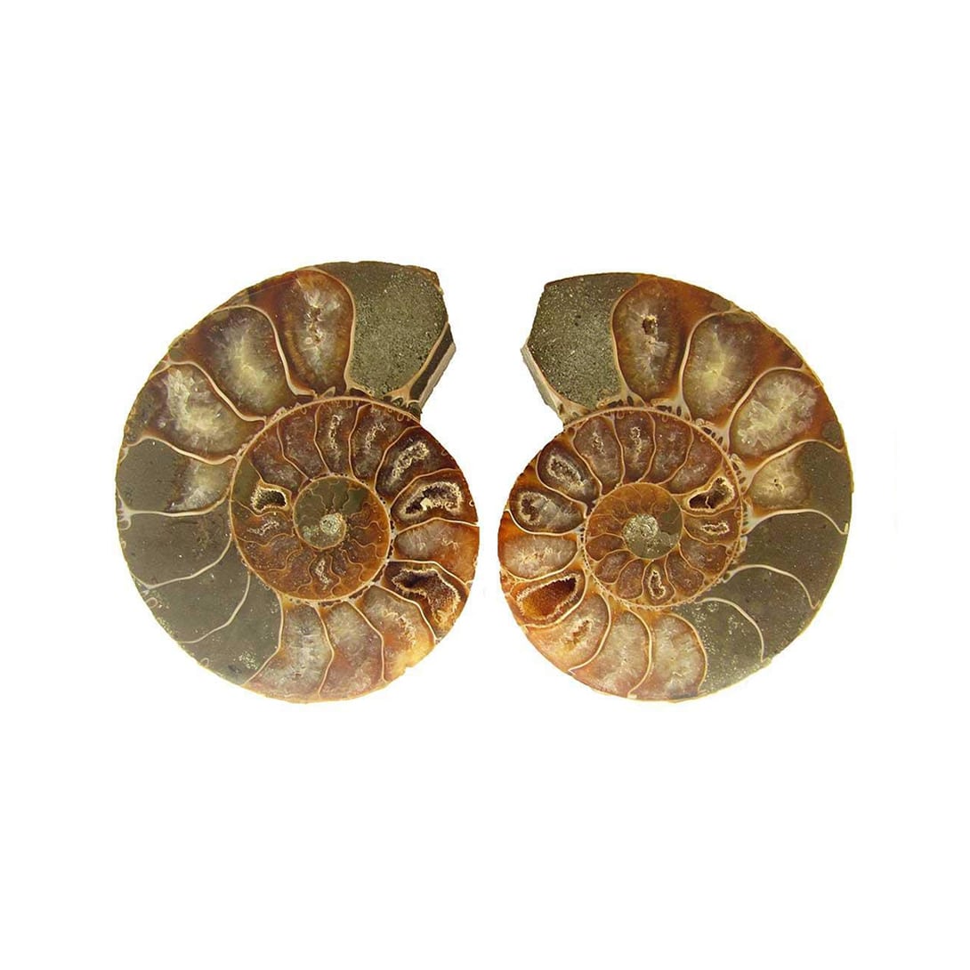Ammonite Stone Pair | Shubhanjali | Care for Your Mind, Body & Soul!