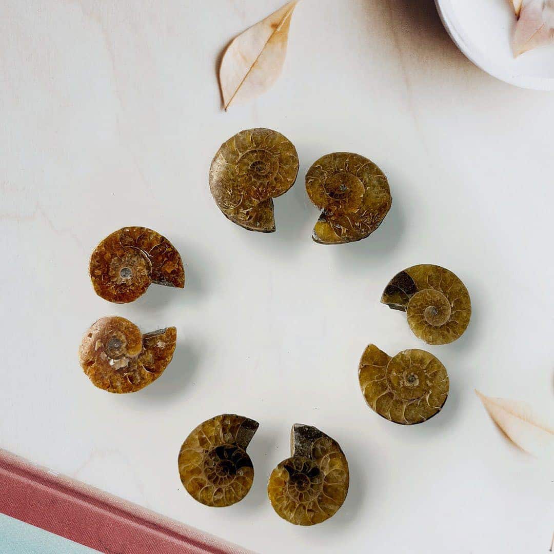 Ammonite Stone Pair | Shubhanjali | Care for Your Mind, Body & Soul!