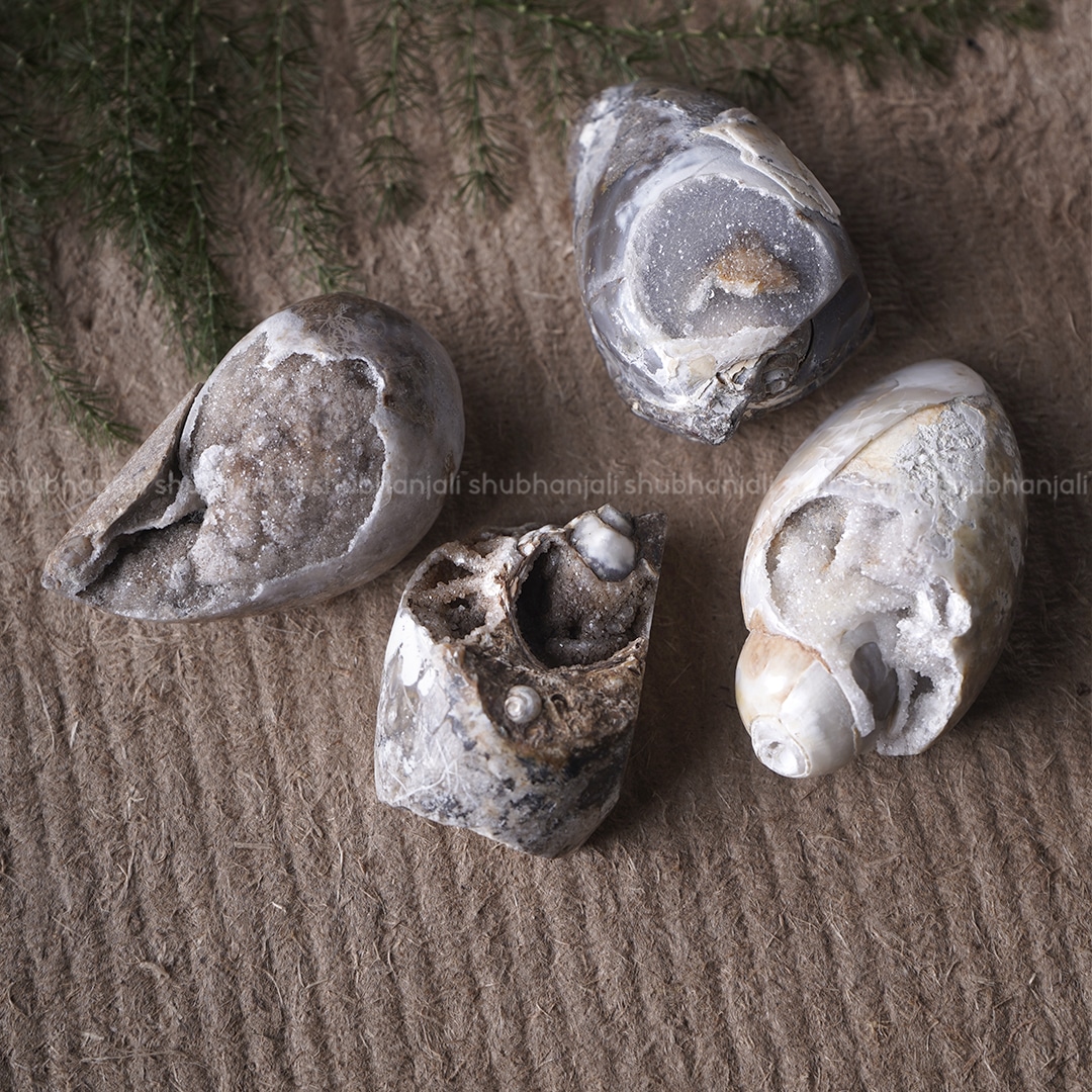 Sea Shell | Buy Online Natural Sea Shell Quartz - Shubhanjali